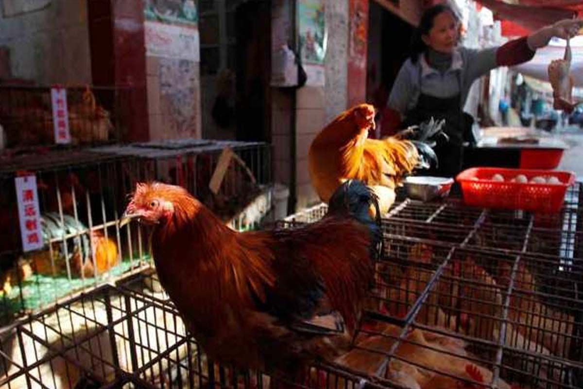 बर्ड फ्लू के सैंपल निगेटिव आते ही दिल्ली नगर निगमों ने पोल्ट्री फॉर्म ...