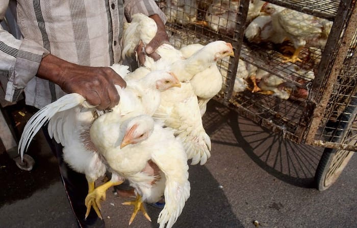 Jharkhand on Alert! Bird Flu Cases Reported in State-run Poultry Farm