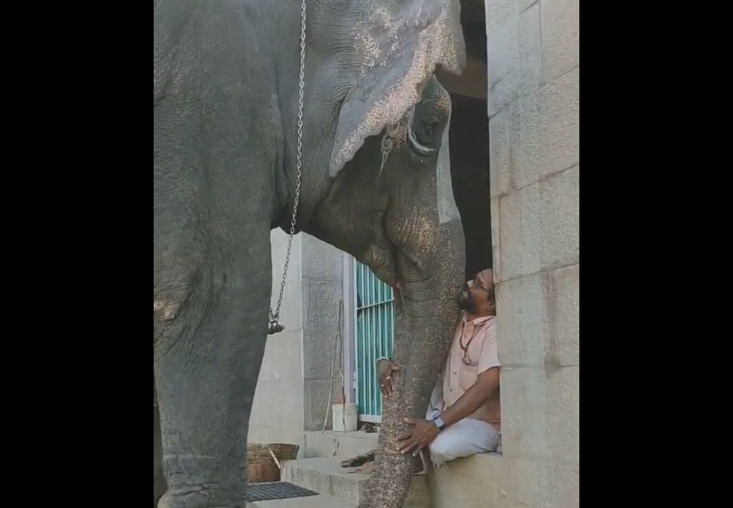Talking Elephant? This Jumbo’s Conversation with its Mahout will ...