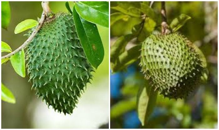 Hanuman Phal Benefits: क्या है हनुमान फल? अल्सर समेत इन बीमारियों को ...