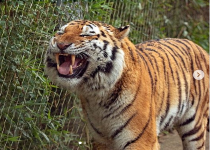 Tiger Laughing Video: ट्रेनर ने की गुदगुदी तो ठहाके मार-मारकर हंसा बाघ ...