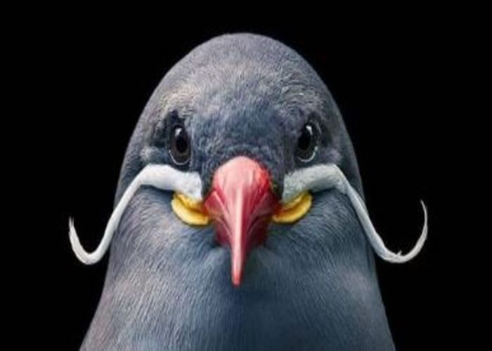 Bird With Moustaches: मूंछोंं के मामले में नत्थूलाल से एक कदम निकली ये ...