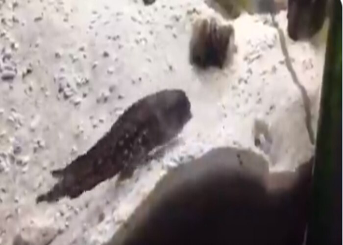 Fish Video: फिश टैंक के अंदर मछलियों में जबरदस्त भिड़ंत, लोग बोले- लगता ...