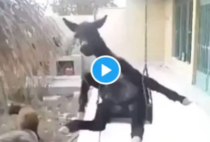 Watch: Viral Video of Donkey Enjoying Swing Will Make You Laugh Out Loud