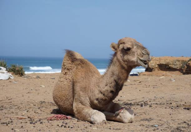 Man Steals Rare & Highly Valuable Baby Camel As Gift for Girlfriend's ...
