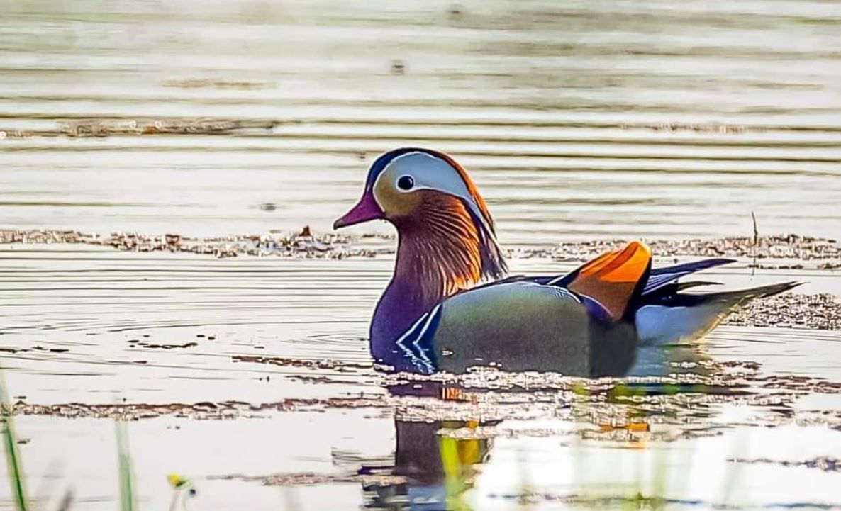 Rare Duck Spotted in Assam Nearly After 120 years, Video Goes Viral| Watch