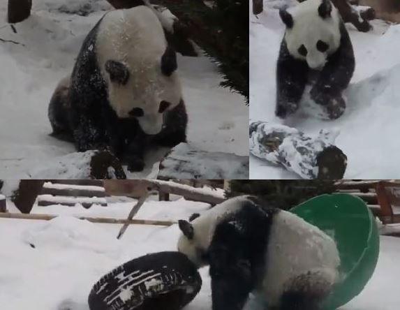 Cuteness Alert! This Tumbling and Rolling Panda is Here to Wiggle Her ...