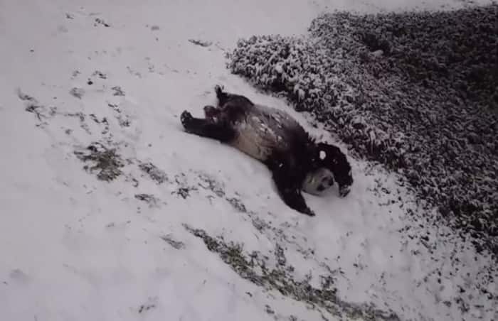 Pure Panda Joy! This Adorable Video of Two Pandas Sliding and Rolling ...
