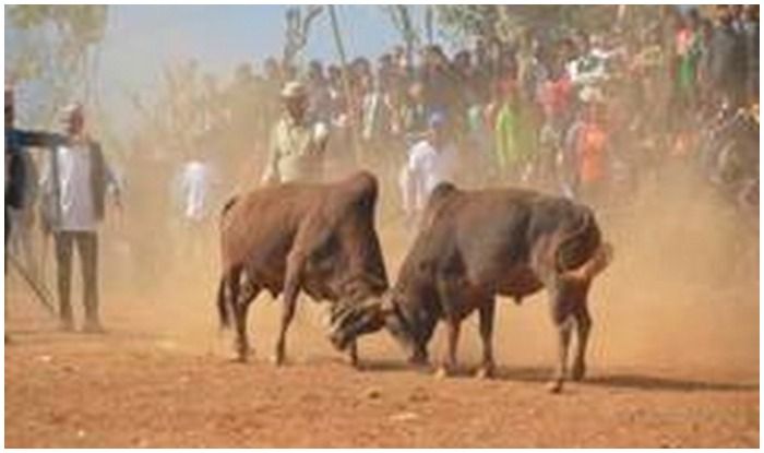 Bullfight: क्या है बुलफाइट? देखकर खड़े हो जाते हैं रोंगटे