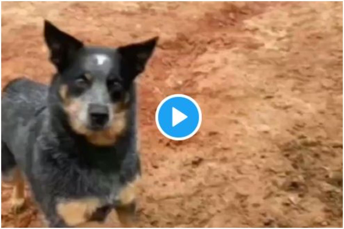 Can This Intelligent Dog Solve The Suez Canal Blockade? Watch Viral Video