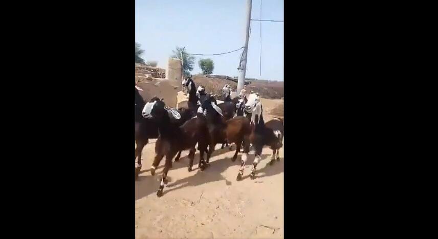 Bakri Dance Video: Cute Desi Goats Dance On English Beats With Swagger ...