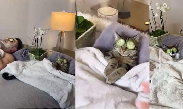 This Video of a Cat Relaxing and Enjoying Spa Day with its Owner is ...