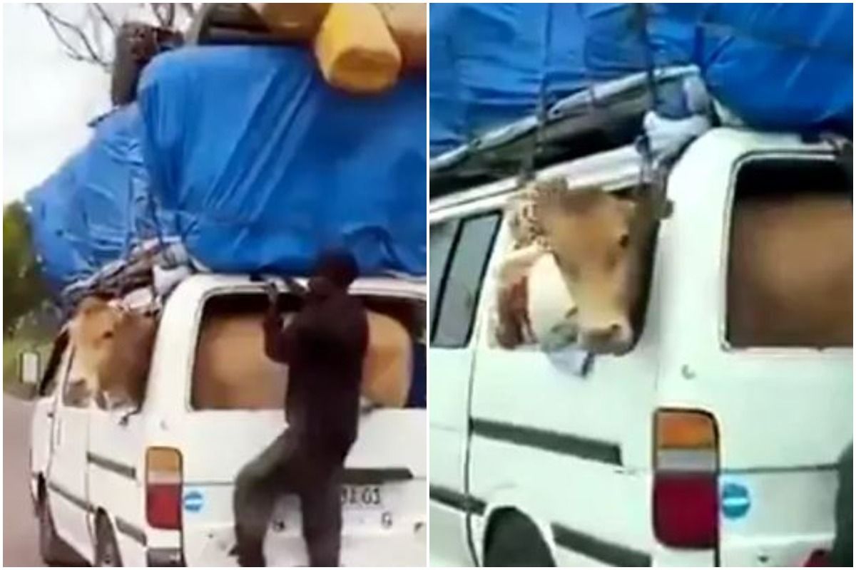 Viral Video: Man Carries Cow in Car, Hilarious