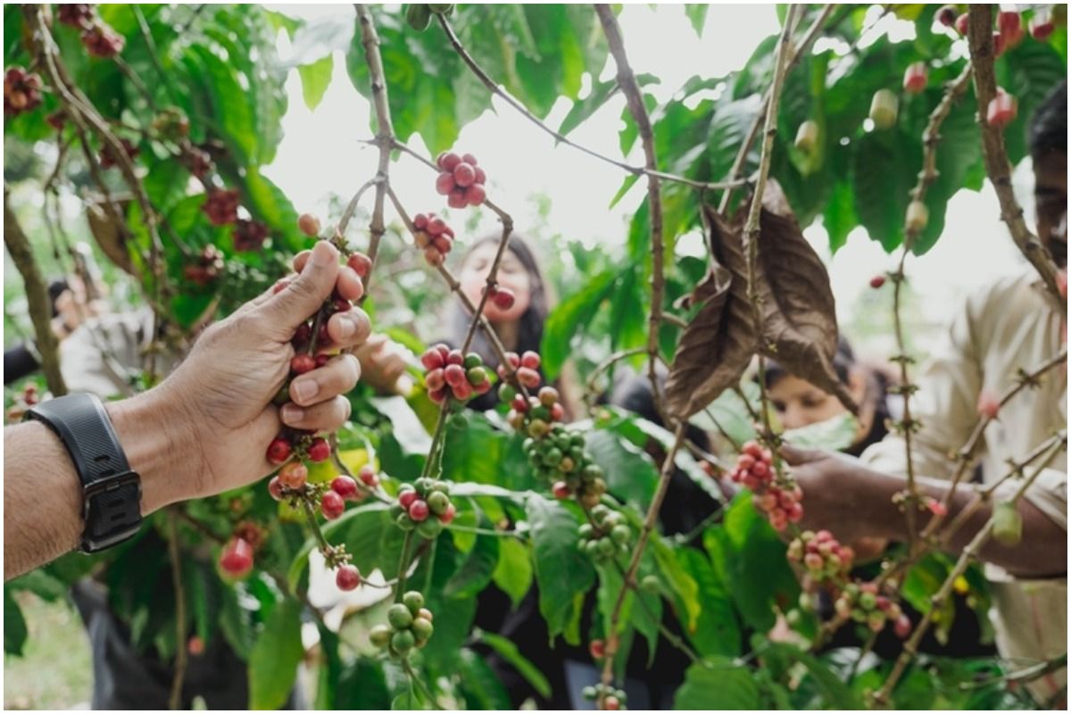 7 Best Things To Do When in Coorg- The Scotland of India