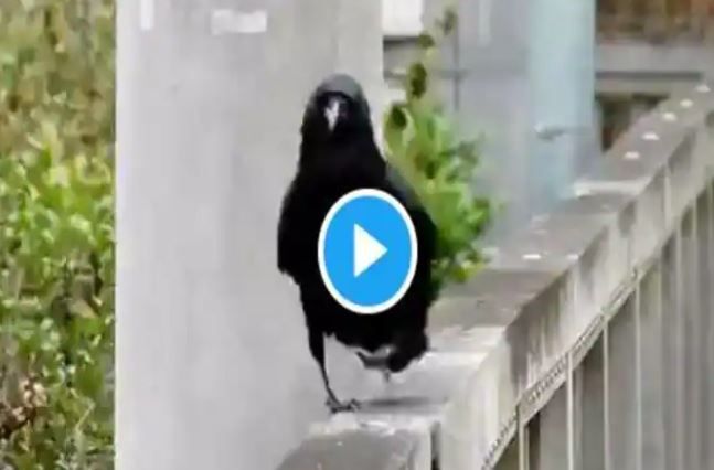 Viral Video: Sassy Crow Shows Off its Jalwa in The Cutest Ramp Walk ...