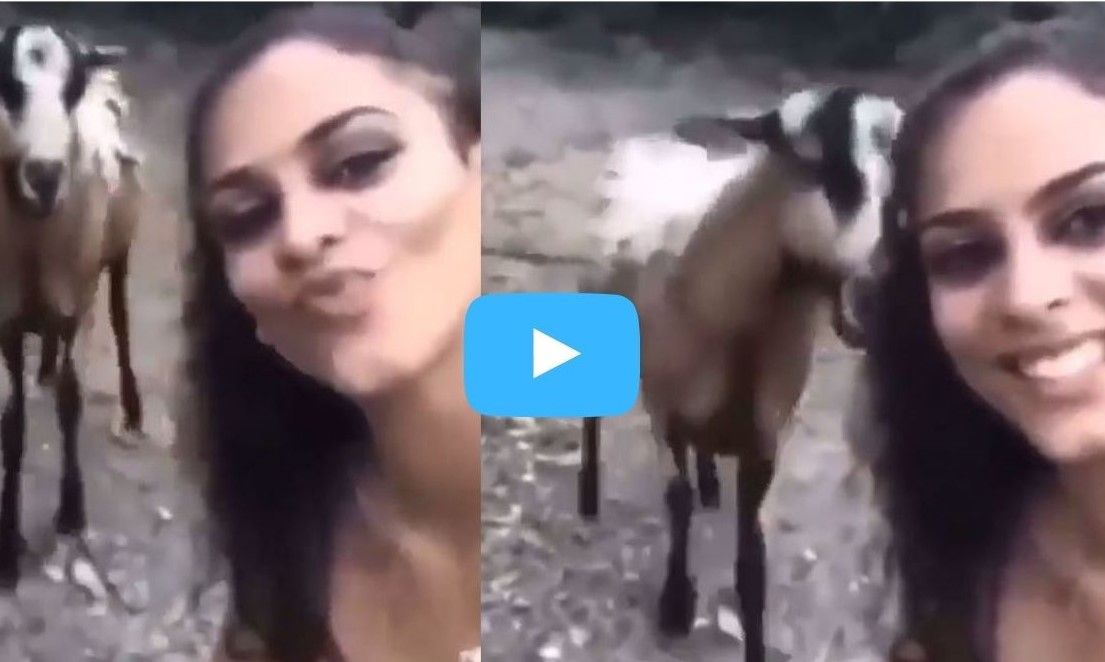 Viral Video: Angry Goat Attacks Woman During Selfie Video, Netizens ...