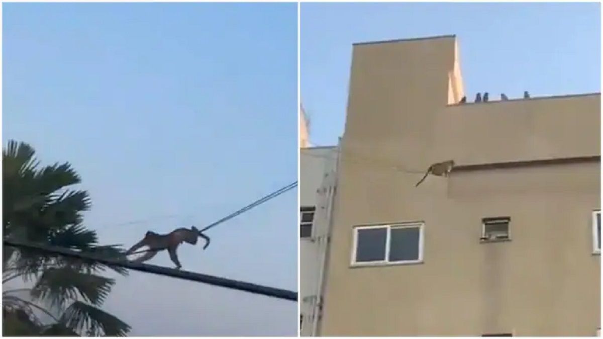 Hilarious Viral Video: Monkeys Zip Line On Electrical Wires In ...
