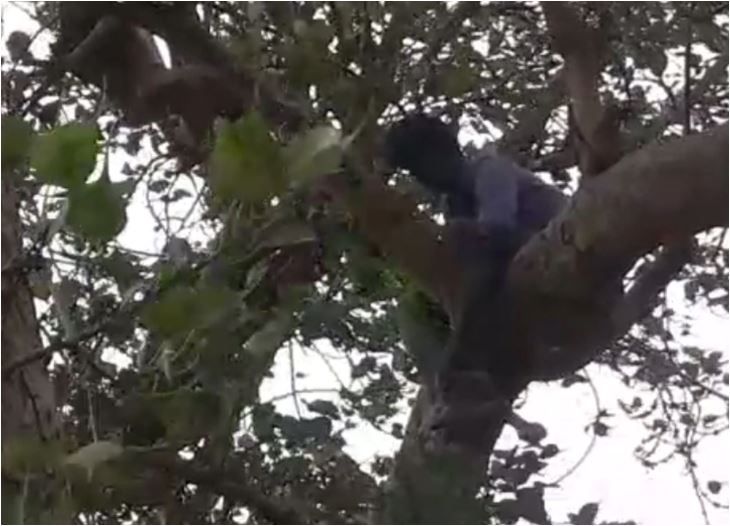Man Climbs 50-Feet-Tall Tree in Rajasthan To Get His Wife Back From Her ...