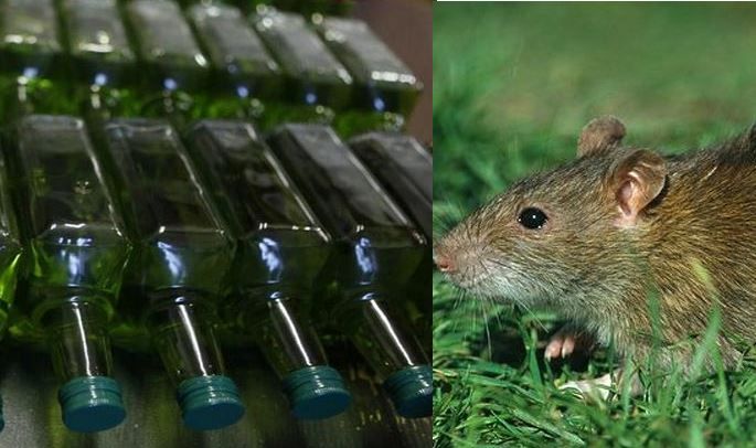 Drunk Rats? Around 12 Sealed Bottles of Wine Emptied by Rats in a ...