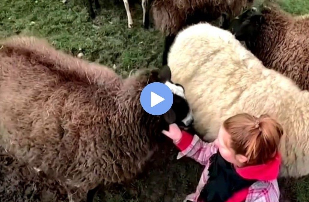 Feeling Lonely? This Farm is Offering Humans Free Opportunity to Hug a ...