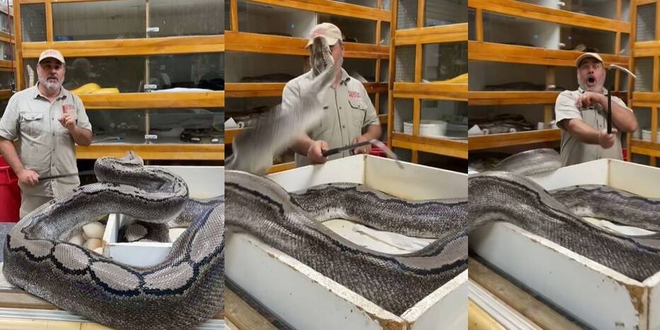 Huge Snake Attacks Zookeeper During Instagram Live Session, Leaves ...
