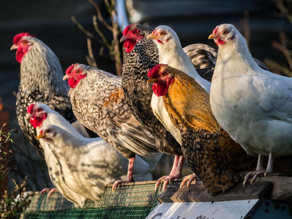 Hens Stop Laying Eggs After Being Fed Poultry Feed in Pune, Farmer ...