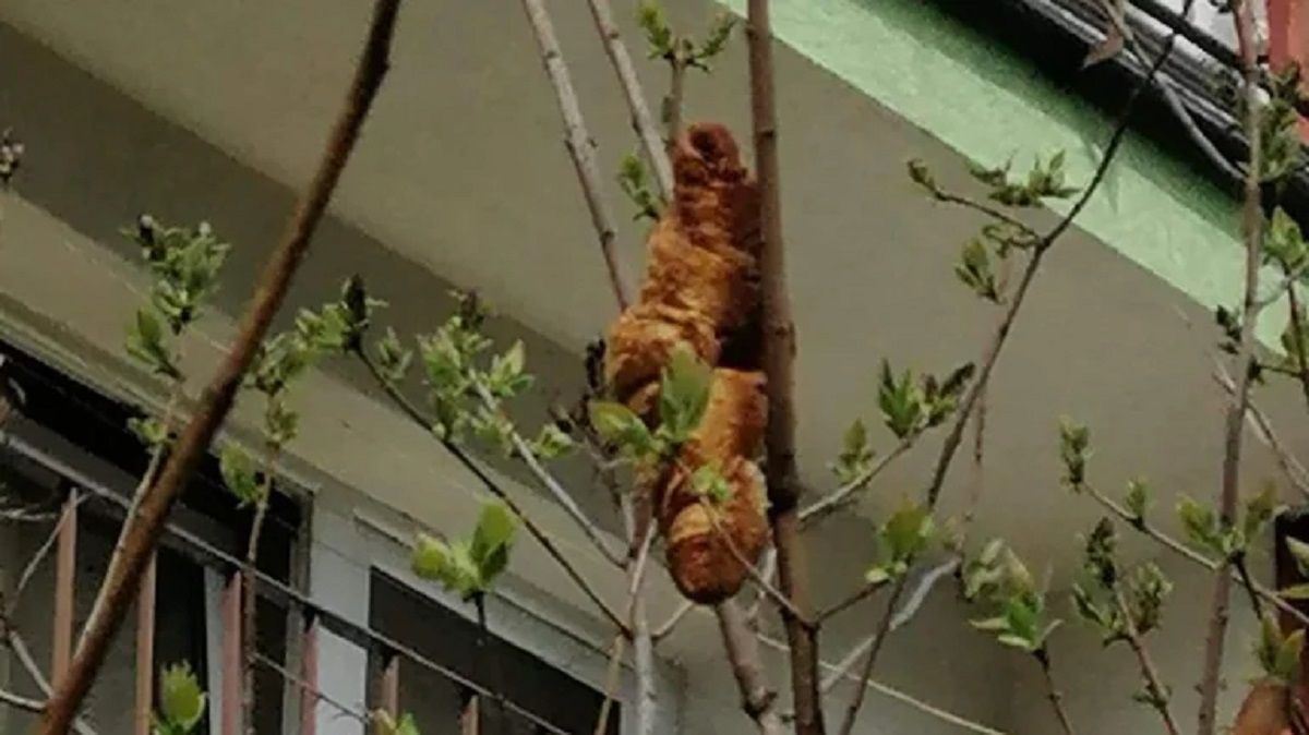 Woman Discovers Mysterious Headless Animal on Tree. Here's The ...