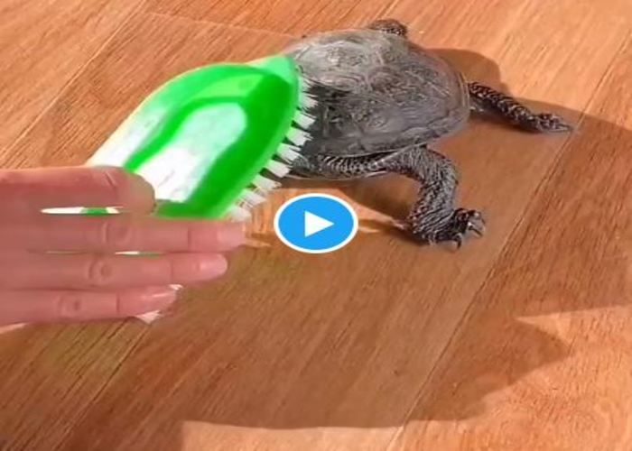 Dancing Tortoise Video: कछुए ने किया झमाझम डांस, लोग बोले- भैया ये तो ...