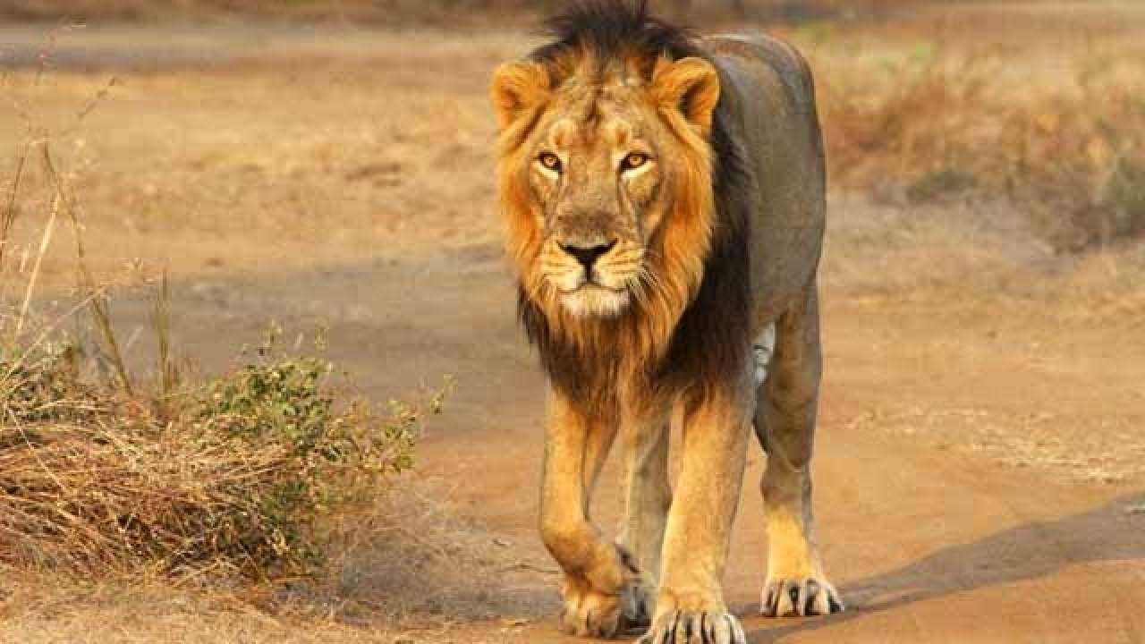 Gujarat: Dheer, Gir Forest’s Oldest Lion Dies At 22 in Junagagh’s ...