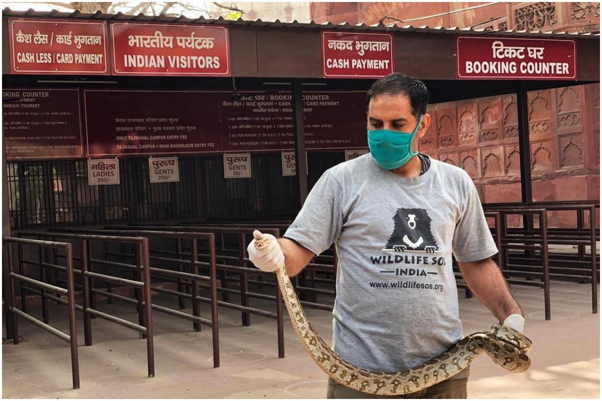 Unexpected Tourist in Agra? 5-Foot-Long Rock Python Spotted at The Taj ...