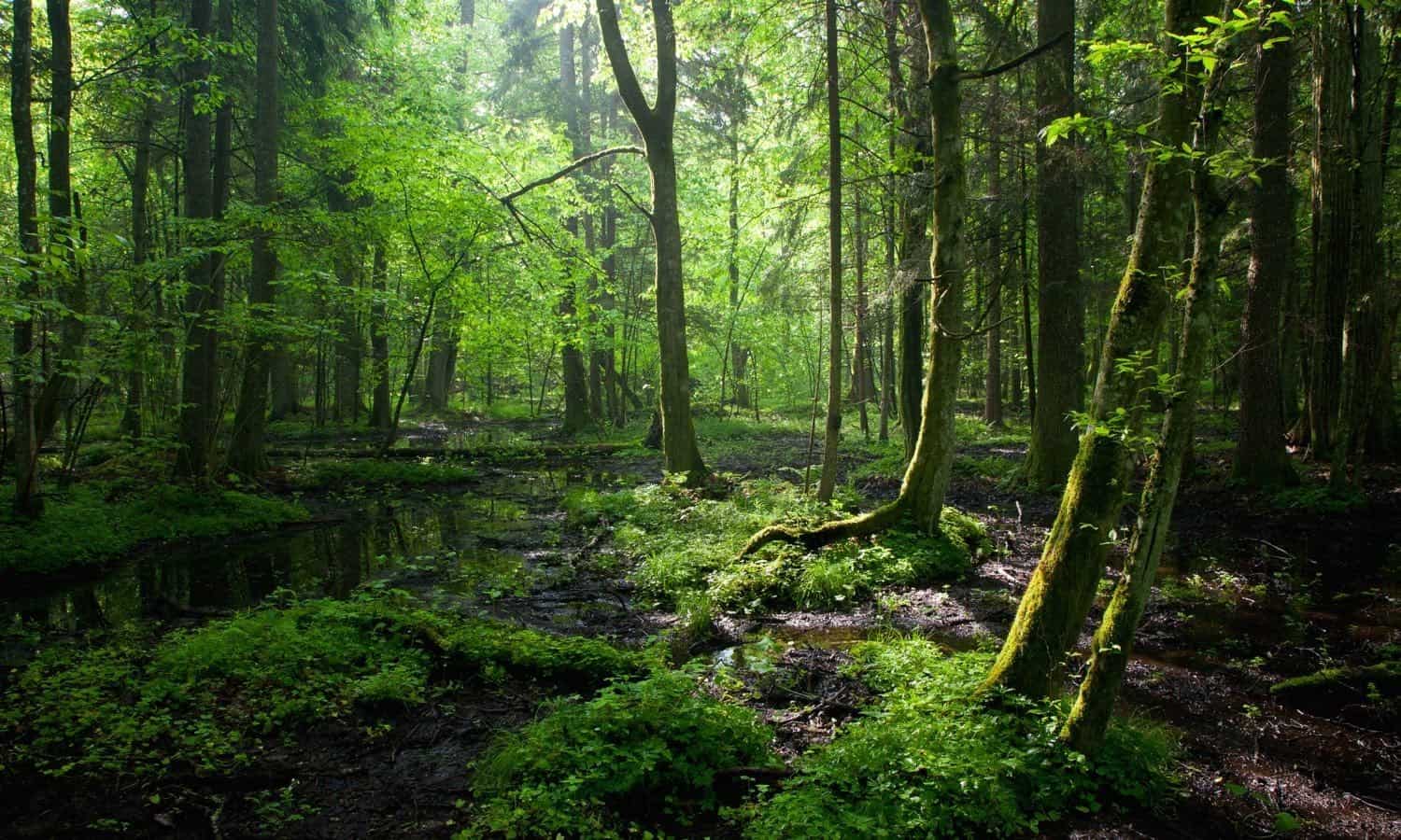 Viral Video: Creepy Video of A Forest Breathing Has Twitter Freaking ...