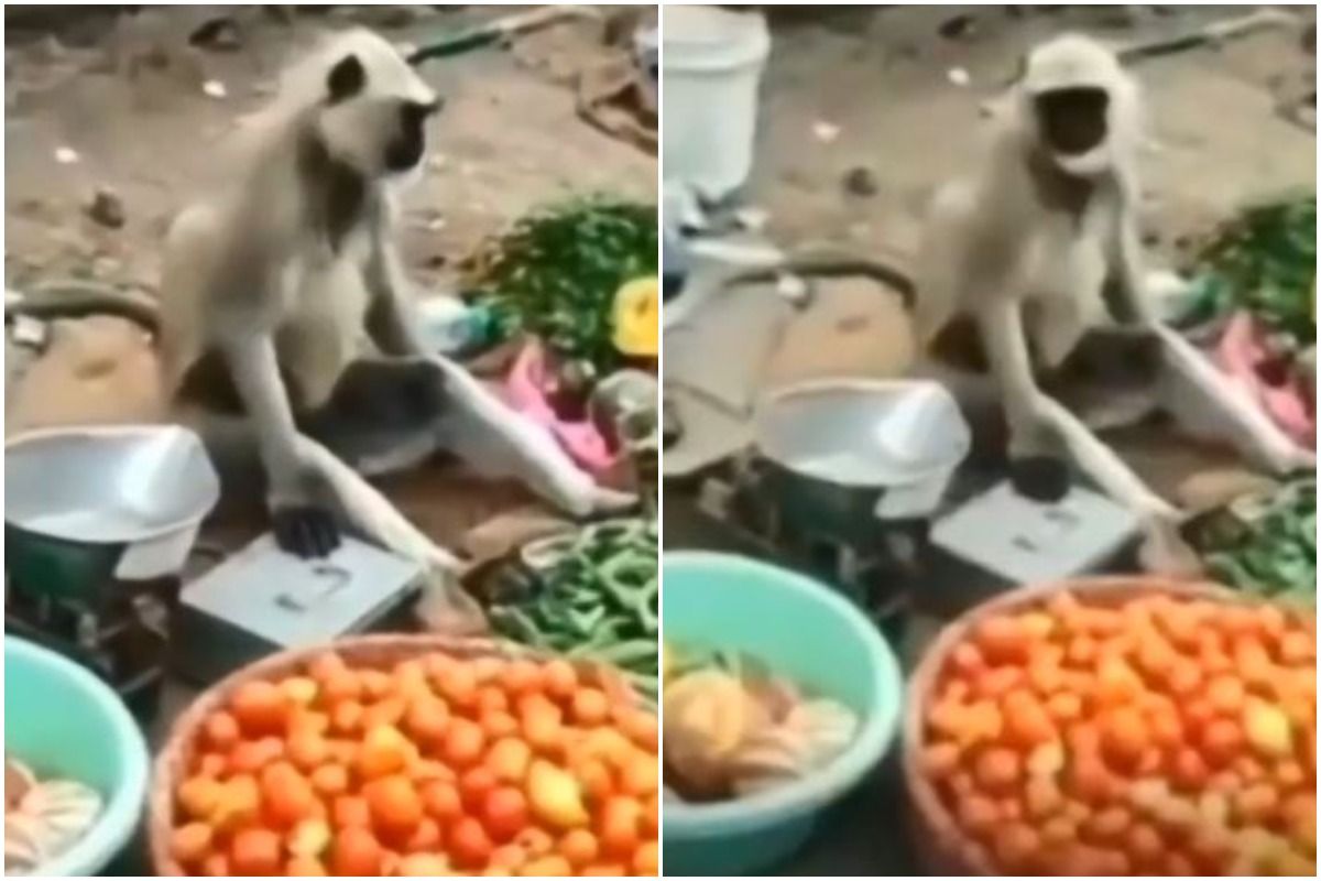 Viral Video: Monkey Seen Selling Vegetables in This Hilarious Video ...