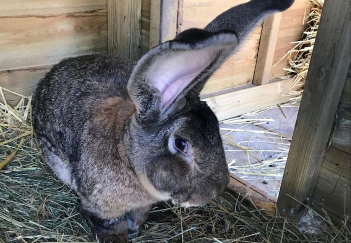 Guinness world record holder rabbit-Darius has been stolen from his home