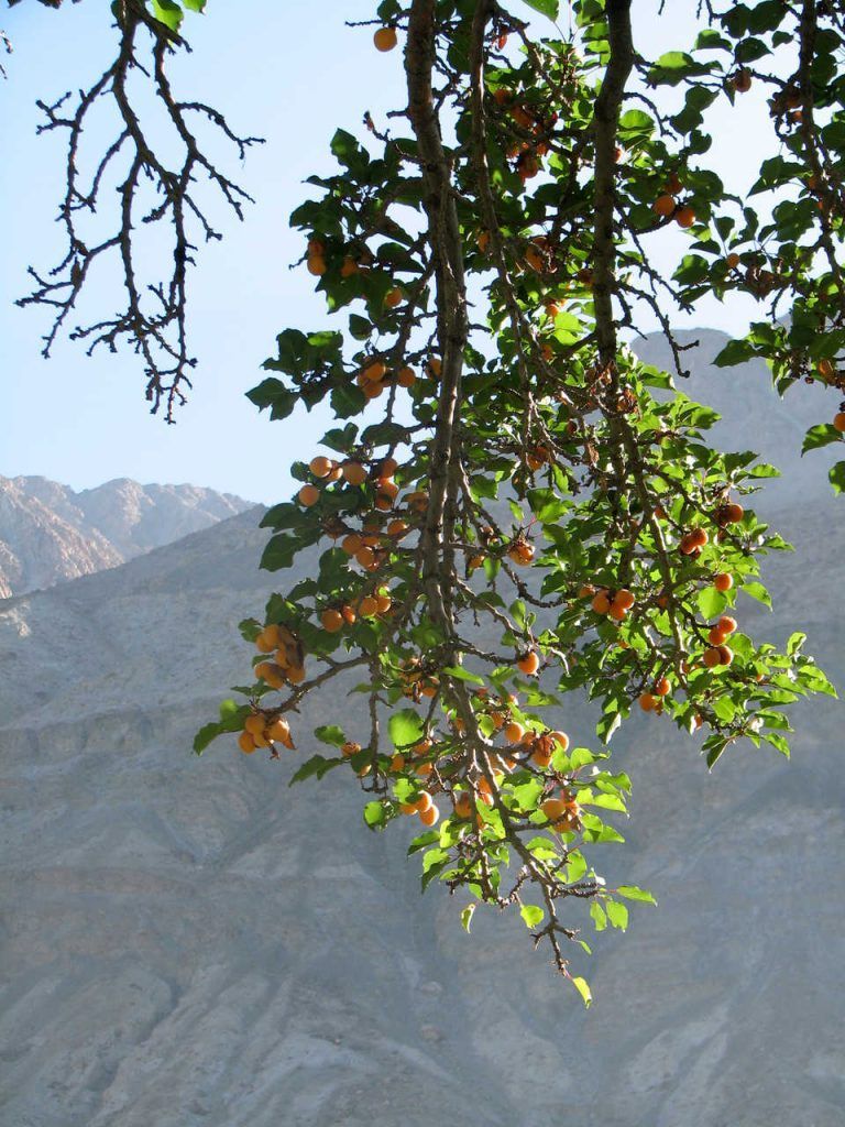 Visual Delight: Ladakh Apricot Blossom Festival Is A Traveler
