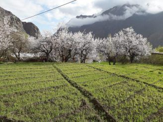 Visual Delight: Ladakh Apricot Blossom Festival Is A Traveler