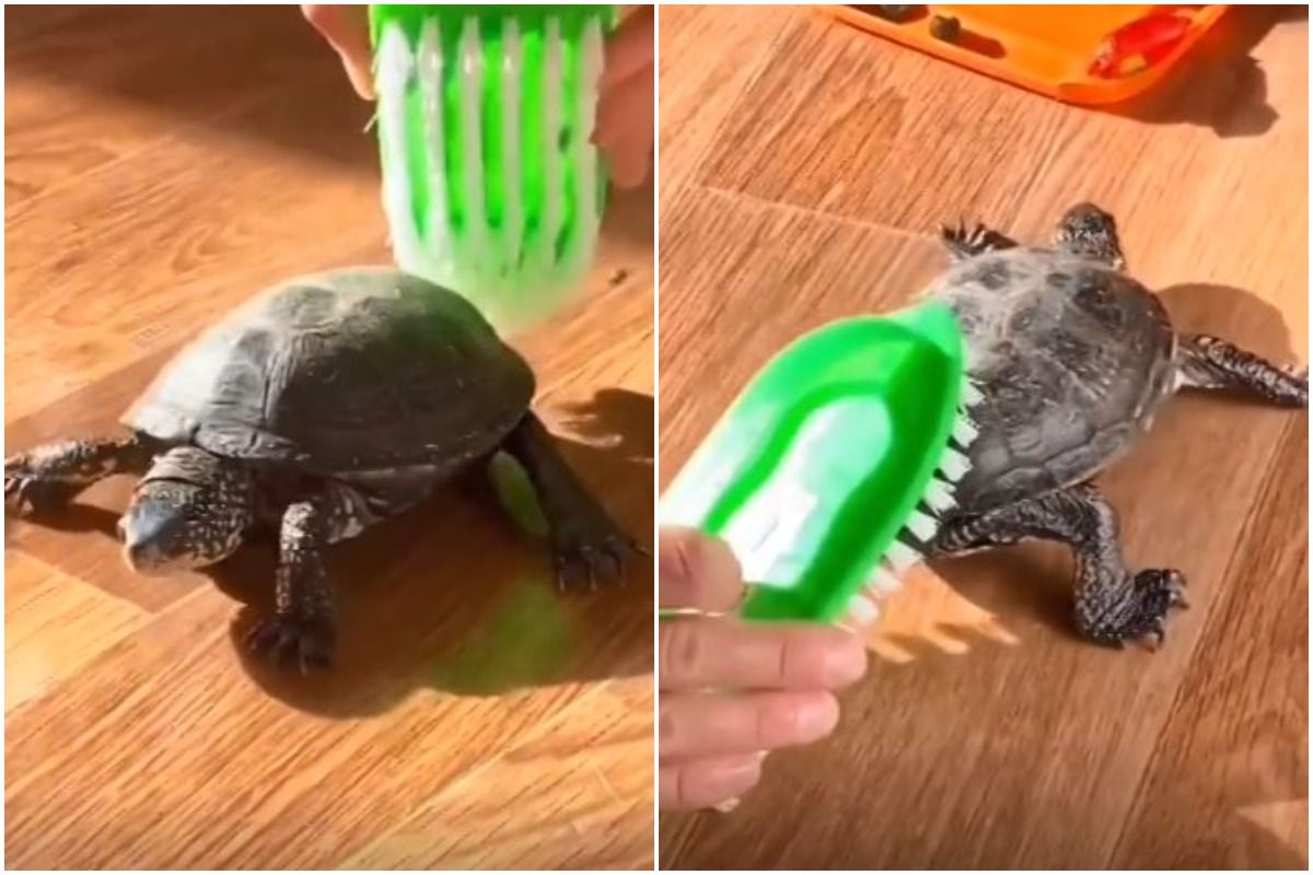 Viral Video: Ever Seen a Tortoise Dance? Watch How It Shows Off Its ...