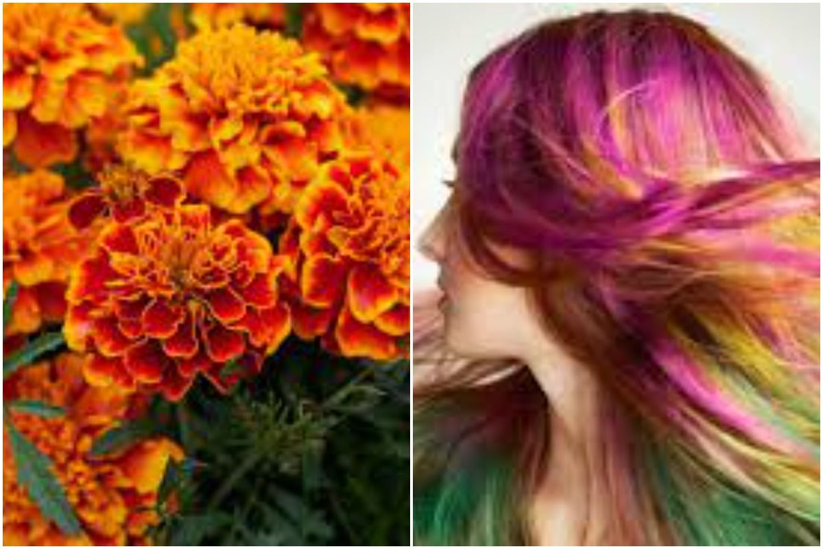 Marigold Flower Hair Colour: बालों को करना चाहती हैं नेचुरल तरीके से ...