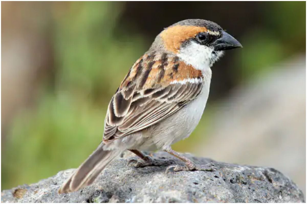 Sparrow Birds Nest Vastu Tips: अगर आपके घर में भी गौरेया ने बनाया है ...