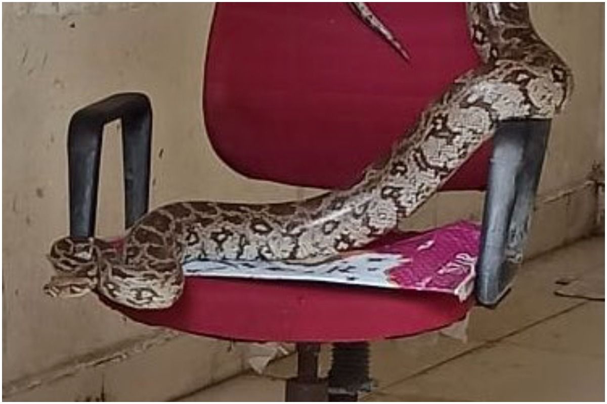 Python Viral News: कुर्सी पर बैठकर मीटिंग ले रहा था अजगर, लोगों ने किया ...
