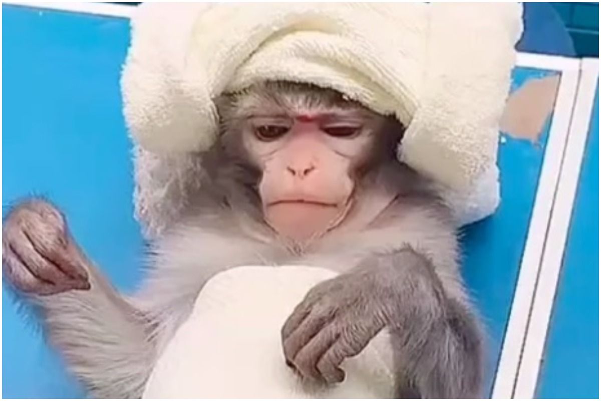 Monkey Spa Video: चकाचक नहाकर बंदर ने लिया स्पा, तौलिया लपेटकर रिलेक्स ...