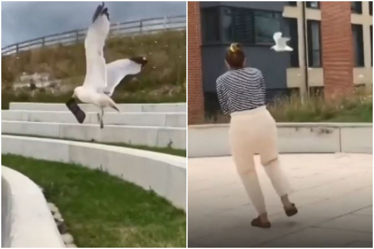 Viral Video: Bird Flies Away With Mobile Phone As Screaming Woman Runs ...