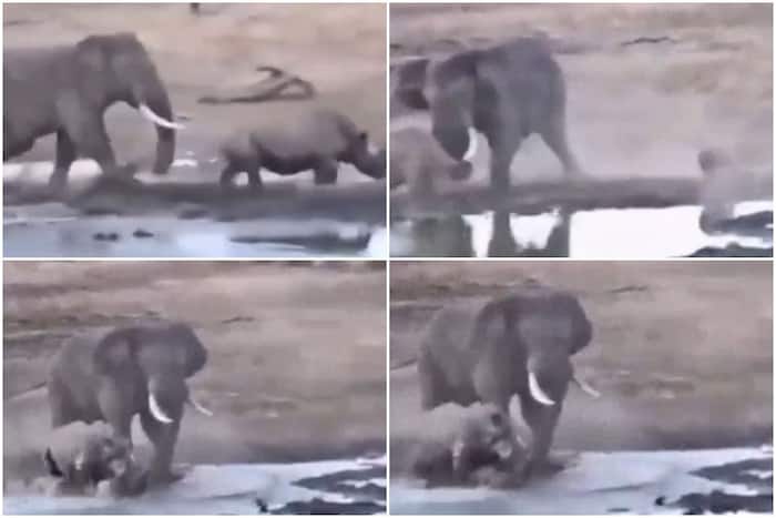 Viral Video: In This Fight Between an Arrogant Rhino & Elephant, Who