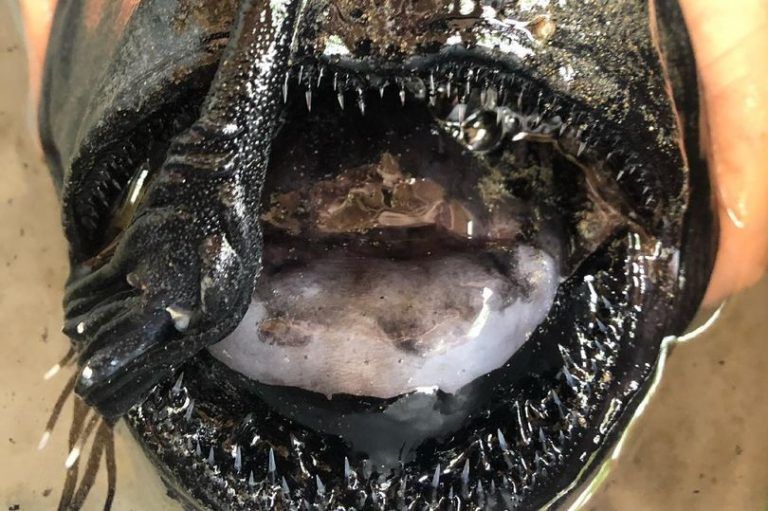 Pacific Football Fish: Rare Monstrous-Looking Fish Found Spotted On ...
