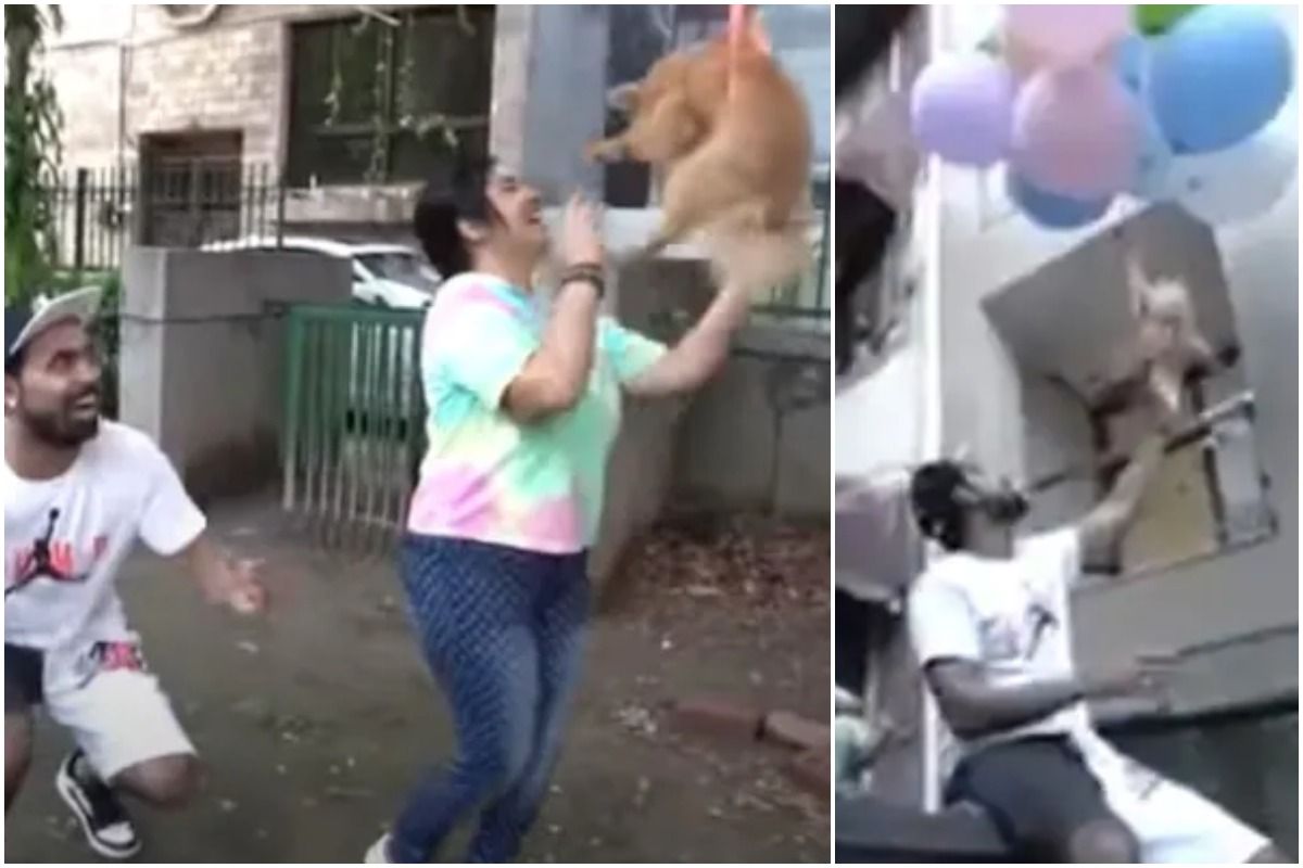 Viral Video: Delhi YouTuber Makes Pet Dog Fly Using Helium Balloons ...