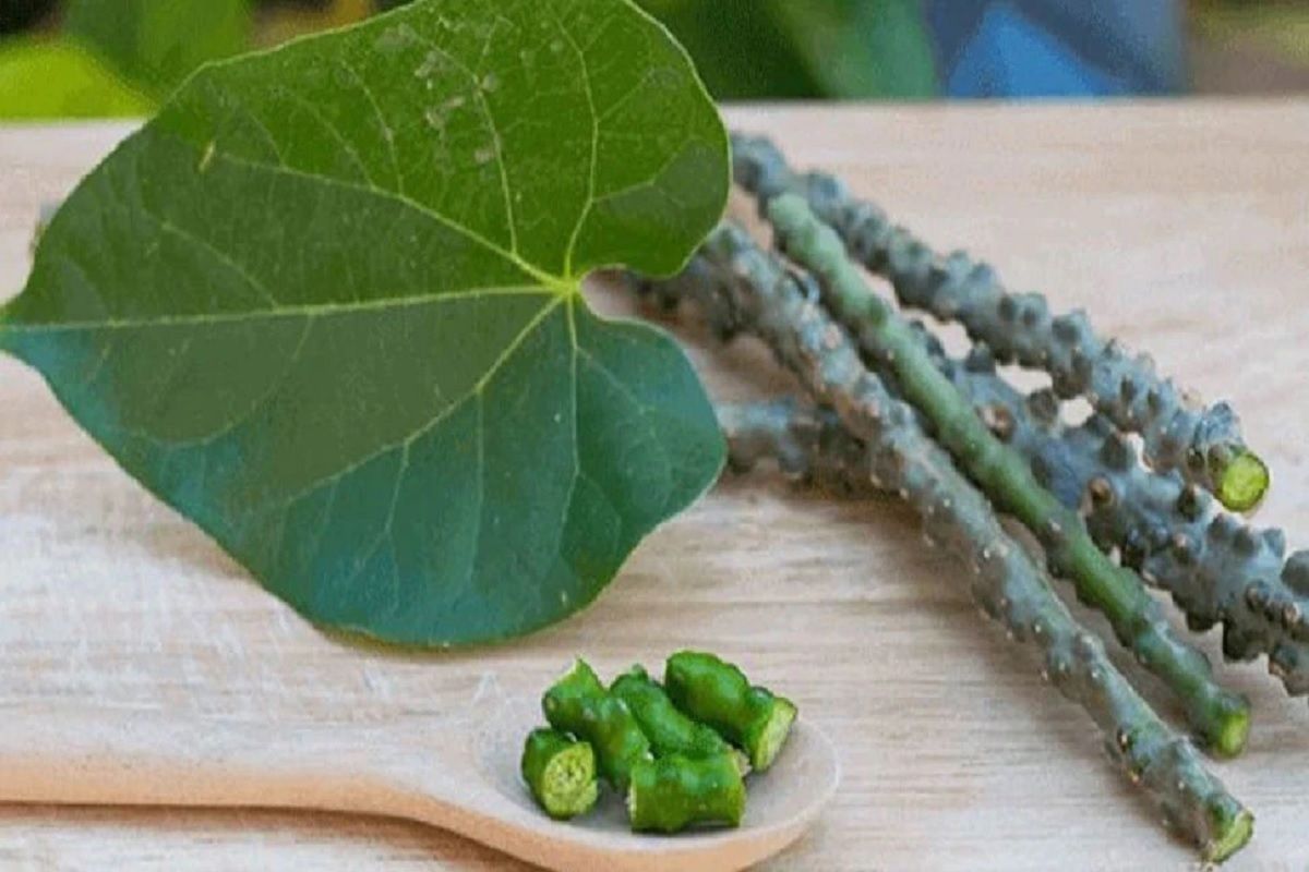 Benefits of Giloy: कोरोना काल में इम्युनिटी बढ़ाने के लिए यूज करें ...