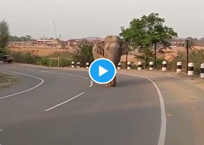 Elephant Video: हाथी बना ट्रैफिक हवलदार, बेवजह हॉर्न बजाने पर ट्रक ...