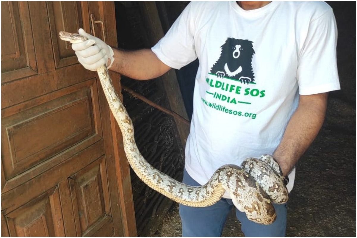 Agra Farmer Spots 6-Foot-Long Indian Rock Python in a Pile of Hay ...