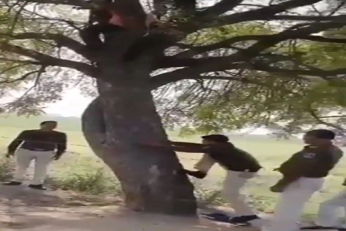 Viral Video: Thief Refuses to Come Down From Tree, Cop Climbs After Him ...