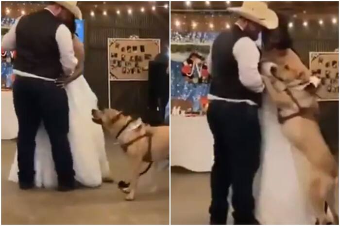 Pet Dog Dances With Couple On Their Wedding Day Video Will Make You Go