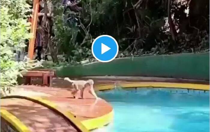 Viral Video: Monkeys Take Over Pool in Mahabaleshwar Resort For Diving ...